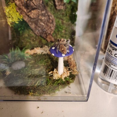 6.5x13 EXTRA LARGE LUXURY Adult Jumping Spider Enclosure, Decorated ...