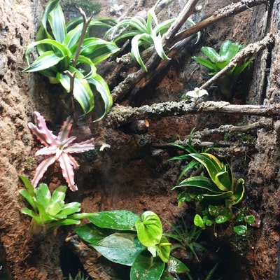 Premium Jungle Soil Mix Mix Contents Black Earth, Natural Mulch, Sand ...