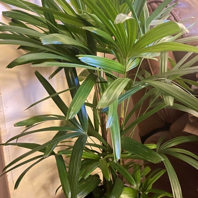 Lady Palm, Rhapis Excelsa, Indoor Queen Palm - Etsy