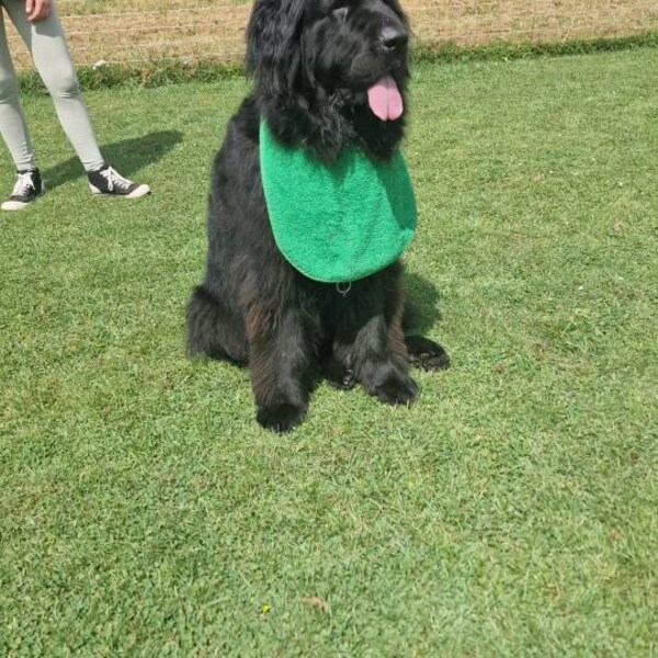 Big Dog Slobber Drool/slobber Bibs 2 Designs - Etsy