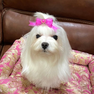 Petite Dog Bows,small Dog Hair Bows,pigtail Bows for Dogs,bows for ...