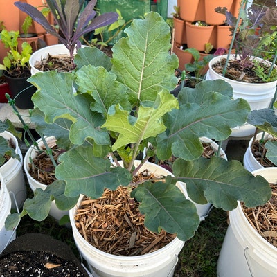 3 Merritt Tree Collard Cuttings - Etsy