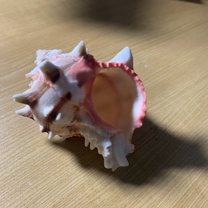 Nessastores Mexican Deep Sea Shell Beach Craft Scallop 2 1/2 3 20 PCS ...