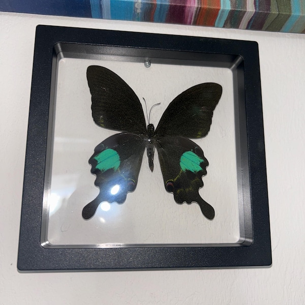 Real Butterfly 3D Floating Frame With Support Base ,original Butterfly ...