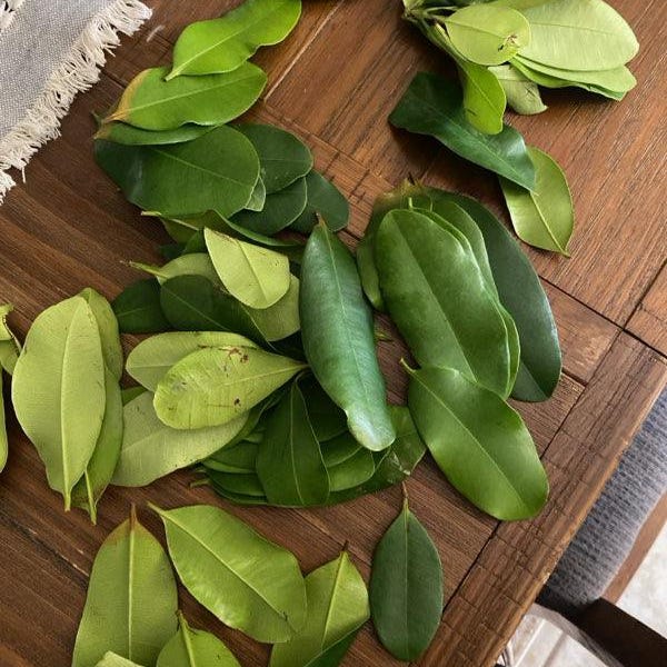Fresh Green Jamun Leaves -organic Leaves Picked 10 Min Before Shipment ...