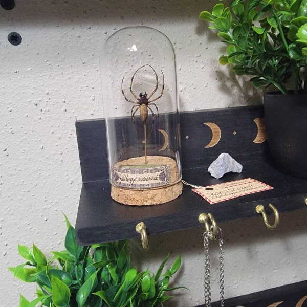 Praying Mantis in Glass Dome Display | Real Insect Taxidermy Specimen ...