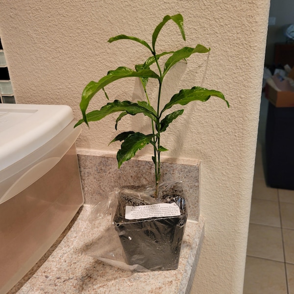 Hibiscus Weeping Albo Lacinatus Tropical Hibiscus Quart Plant - Etsy