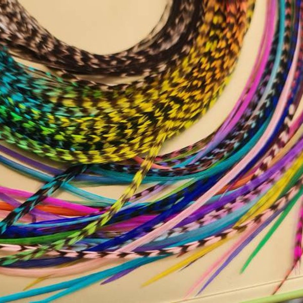 12 Long Rooster Feathers Cree Natural Craft and Earring Feathers 8 to ...