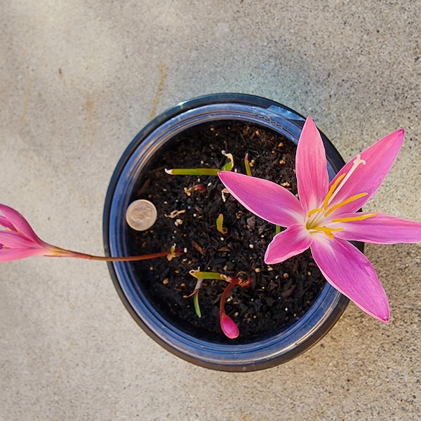 2 Pink Rain Lily Bulbs TW91030-1 - Etsy 2 Pink Rain Lily Bulbs TW91030-1 - Etsy