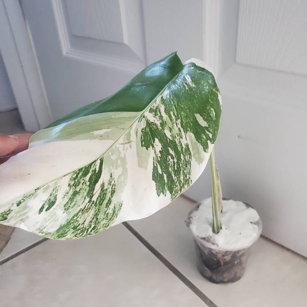 RARE Monstera Obliqua Peru Plant in a Nursery Pot SAME Pot as Images US ...