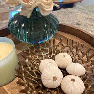 Conch Shell Large Sea Shells Garden Quality 5 to 6 Inch Conch Sea Shell ...