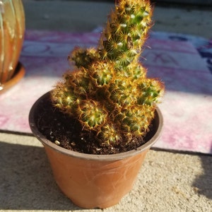 Fire Mammillaria Elongata Copper King Cactus Rare Succulent Live Cacti ...