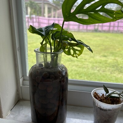 Hoya Biakensis Hoya Sp. Biak Island Rooted & Growing RARE Unique Hoya ...