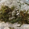 Desert Barrel, Fish Hook Cactus, Barrel Cactus Thorn Clusters, Natural ...