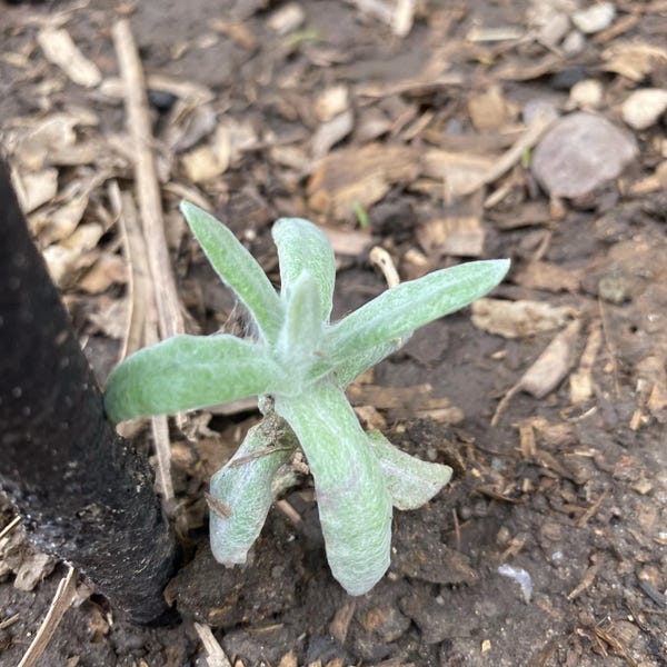 Red Alder Alnus Rubra 1-2 Year Sapling Organically Grown 8-12 " Root to ...