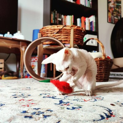 Teaser Wand Spider Cat Toy, Scary Spider Cat Toy, Dangling Teaser Wand ...