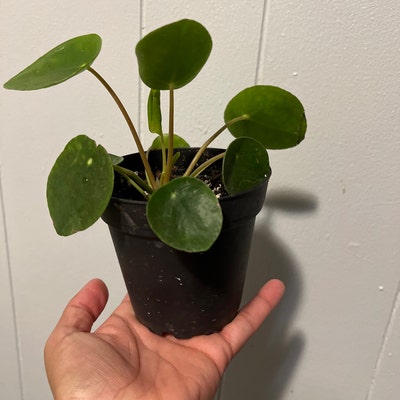 Sempervivum Cobweb hens and Chicks LIVE Succulent Plant 6 Inch Pot - Etsy