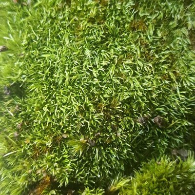 Live Clean and High Quality Planted Sheet Moss & Cushion Moss for ...