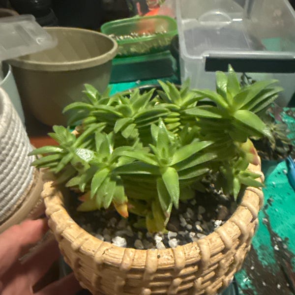 RARE | Crassula Tabularis Pagoda Village - Succulent Plant 2" Pot - Etsy