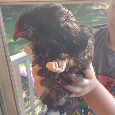 3D Printed Chicken Arms Incredible Hulk Muscled Arms Various Colors - Etsy