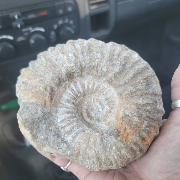 Flash Sale!!** LARGE (1) Raw Ammonite Fossil Cephalopod - 250 Million ...