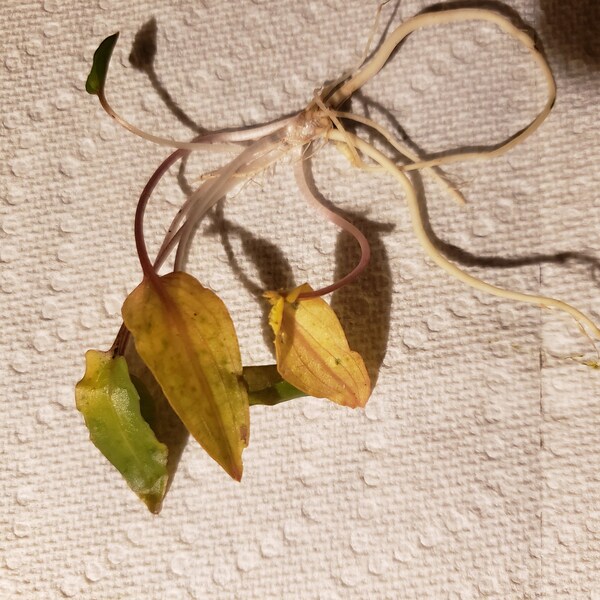 BUY 2 GET 1 FREE Corkscrew Val! (vallisneria Contortionist)-easy Live ...