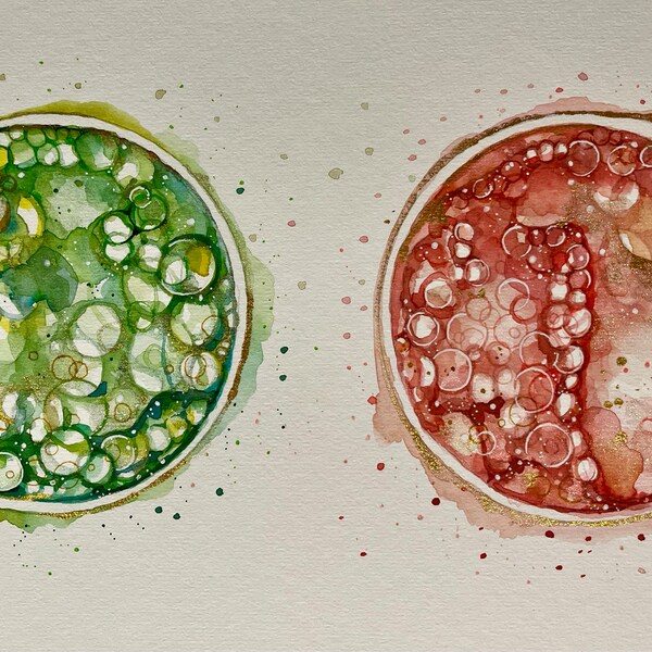 Custom Embryo Watercolor Painting: IVF Art, Multiple Embryos - Etsy