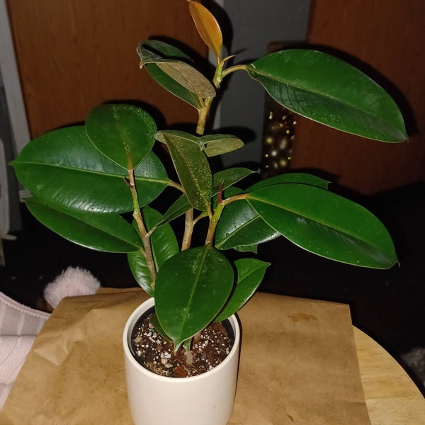 Mican Philodendron Velvet Leaf Philo Indoor & Outdoor Live Tropical ...