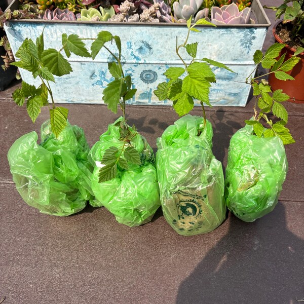 Red Alder Alnus Rubra 1-2 Year Sapling Organically Grown 8-12 " Root to ...