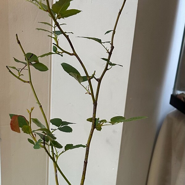 Chinese Julie. Climbing Rose Hanxian 涵仙，cut Rose. Highly Recommended ...