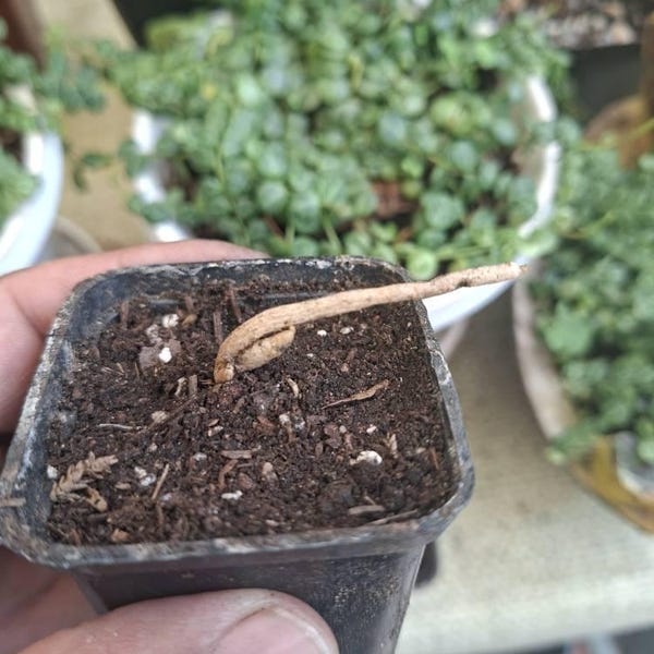 Bulbine Torta, Super Rare Succulent！ - Etsy