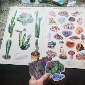 Psychoactive Cacti - Botanical Art Print - Etsy