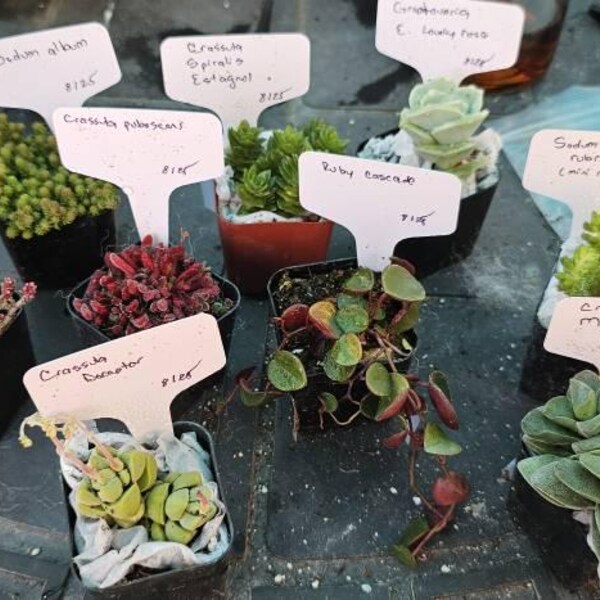 Ruby Cascade - Etsy