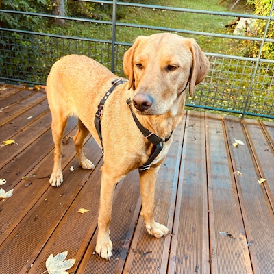 Set of 4 Formula 1 Cars, Pictograms in Png, Svg, Eps and Dxf, Clipart ...