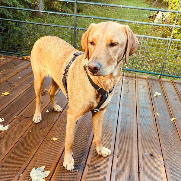 Set of 4 Formula 1 Cars, Pictograms in Png, Svg, Eps and Dxf, Clipart ...