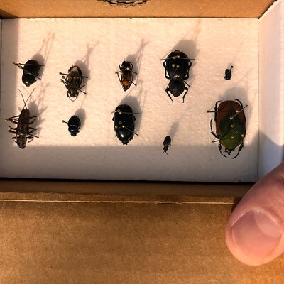 Assorted Beetles Bugs Insects Wholesale Mix Lot Collection Choose 1, 5 ...