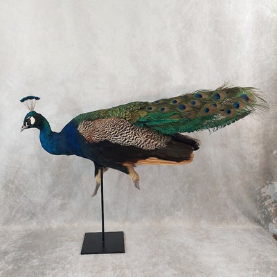 12 Metal Display Stand for Round Objects 5x5 Base - Etsy