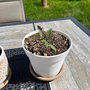 Tromboncino Rampicante Huge Italian Heirloom Zucchini Squash | Etsy