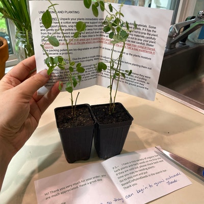 Pokeweed phytolacca Americana Seeds - Etsy