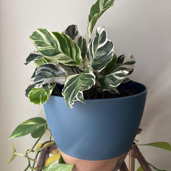 Calathea Pilosa Super Lush | Calathea Pilosa Starter Plant | Rooted ...