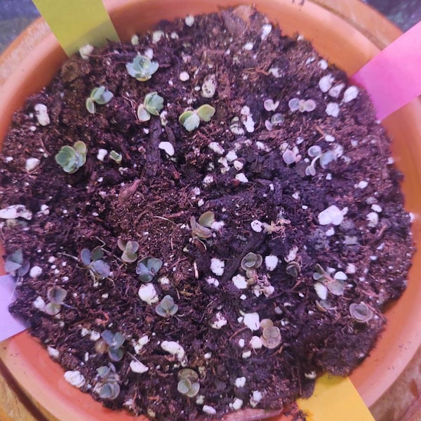 Exotic Butterfly Pea - Blue Tea Pea / Asian Pigeonwings / Blue Pigeon ...