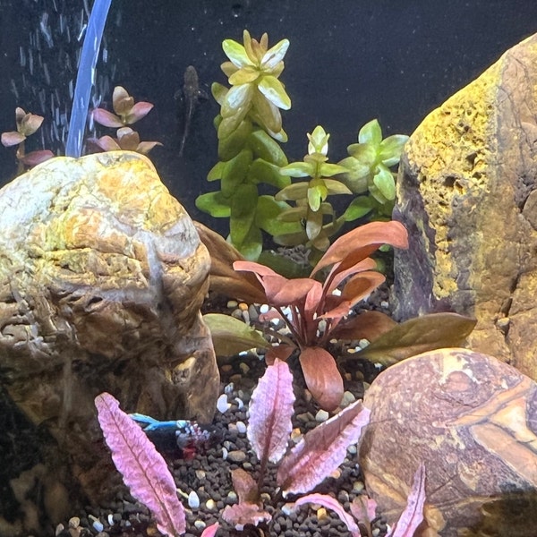 Samolus Parviflorus Red Rare Live Aquarium Plants - Etsy