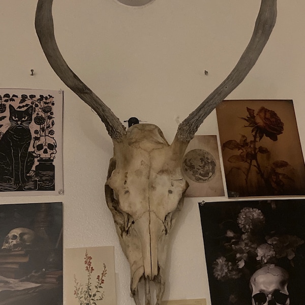 Large European Mount Hanger - Etsy