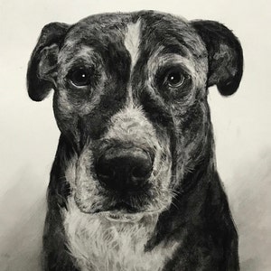 Custom Pet Portrait Charcoal Custom Dog Portrait Pet - Etsy
