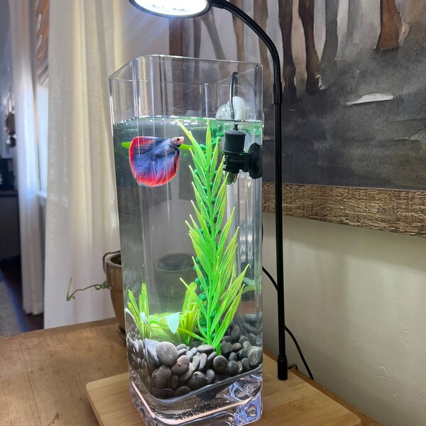 Self-cleaning Betta Fish Aquarium With Adjustable Heater + River Stones ...