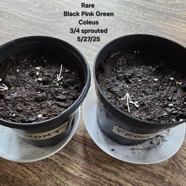 Purple Pampas Grass Seeds 200 Organic and Natural Grass Biofuel Green ...