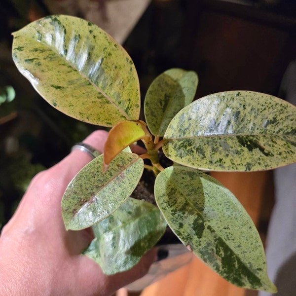 SPRING SALE Moonshine Rubber Tree Ficus Shivereana White Variegated ...