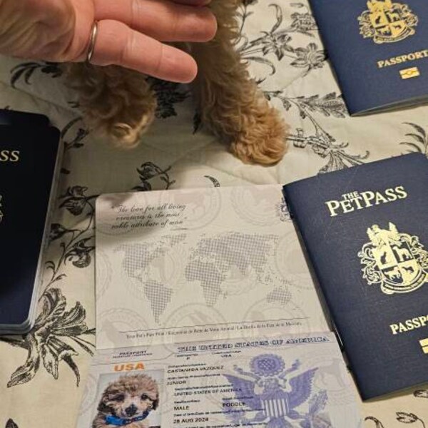 The Pet Pass 50 US State Stamp Stickers - Etsy