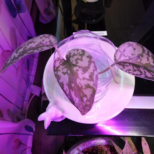 Silver Lady Scindapsus Pictus | Silver Satin Pothos | LIVE House Plant ...