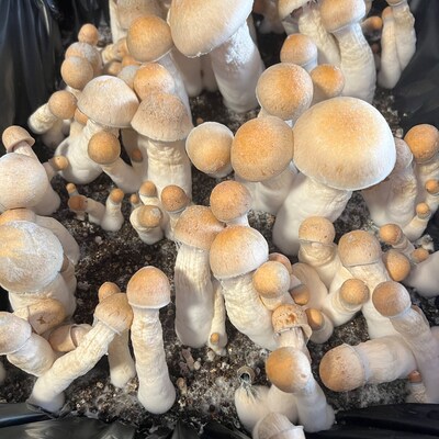 Twisted Tree C.V.G Mix Pasteurized, Prehistoric Mushroom Growing ...
